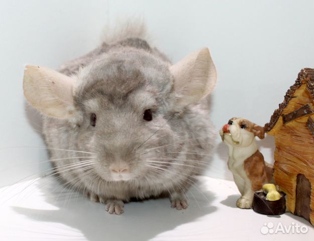 Шиншилла Пастель бархатная эбони девочка