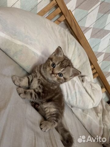 Маленький лопоухий шотландский домавёнок