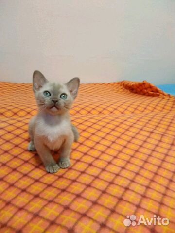 Бурманские котята