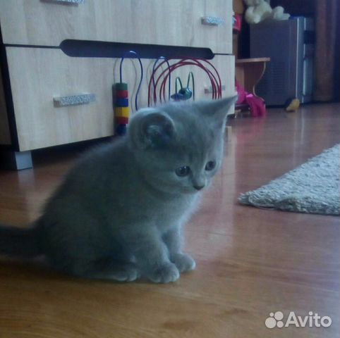 Шотландские кошечка и котик