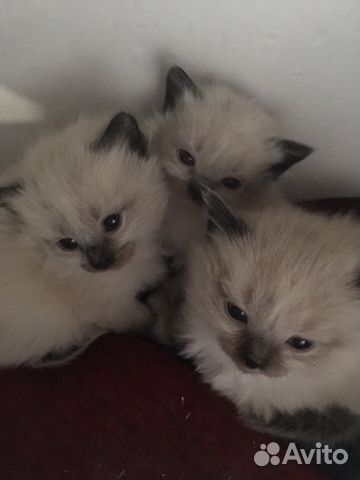 Пушистые Сиамы