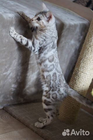 Космос