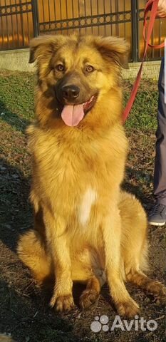 Очаровательный крупный пес ищет добрые руки