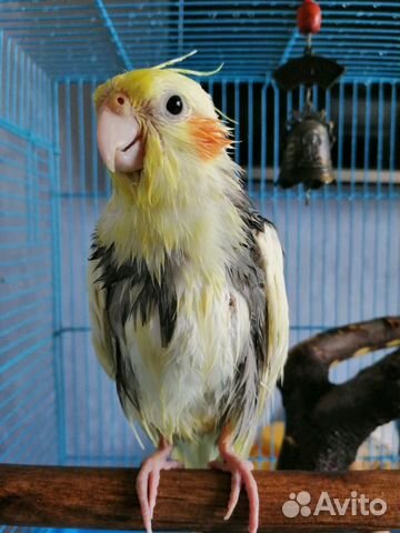 Попугай Корелла