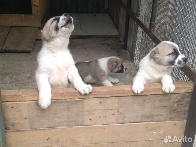 Щенки алобая