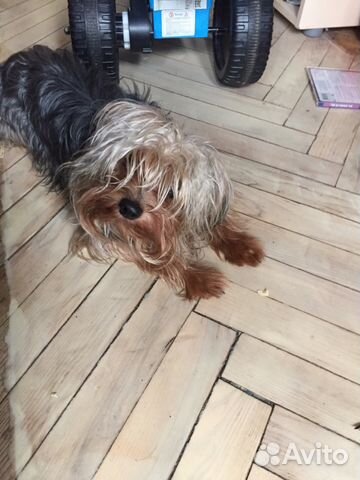Отдам в хорошие руки йорка мальчика 2года