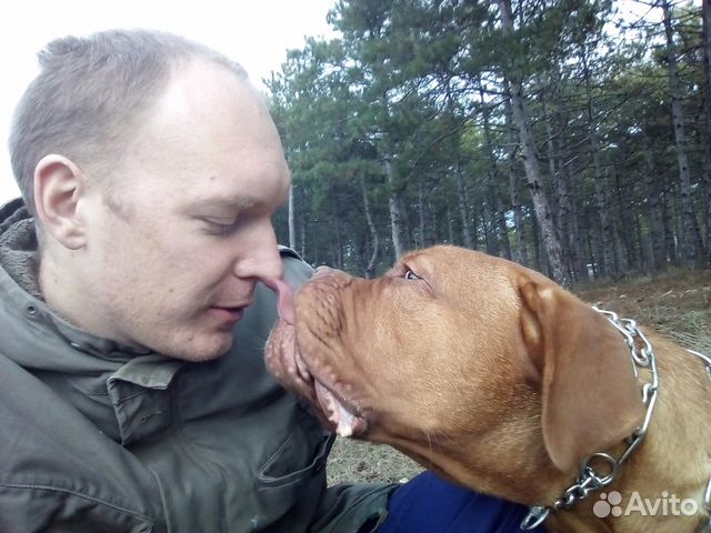 Бордоский дог (французский мастиф) Отдам в хорошие