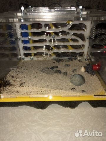 Формикарий с колонией муравьёв