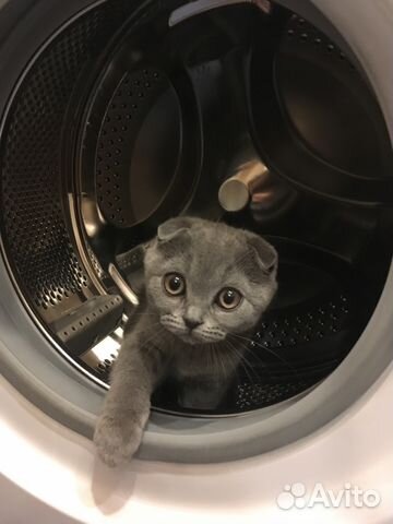 Кошечка
