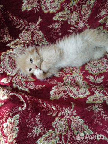 Рыжий котёнок мальчик, 3 месяца