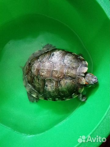 Отдам Красноухая черепаха