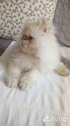 Персидский котёнок гималайского окраса