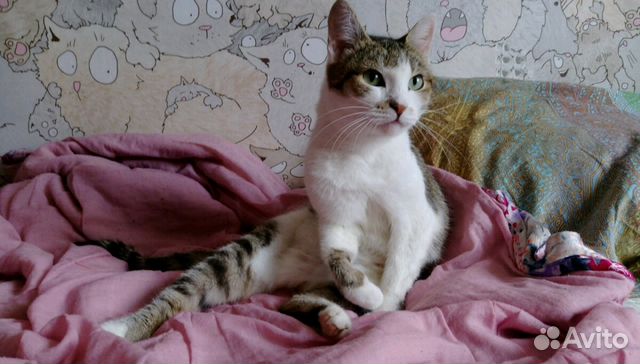 Кошка Варюша