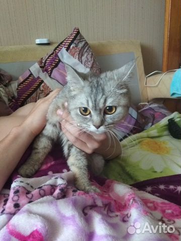 Британочка-красавица ищет жениха