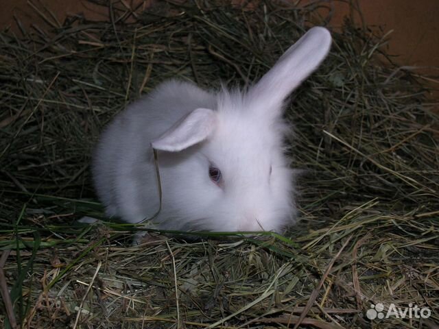 Декоративные кролики