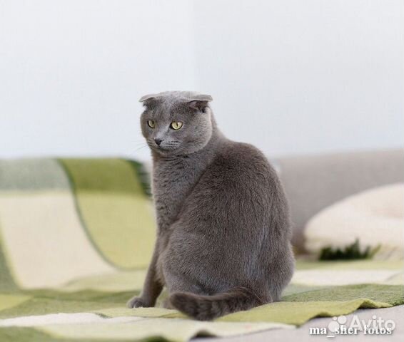 Кошечка Марыся ищет дом