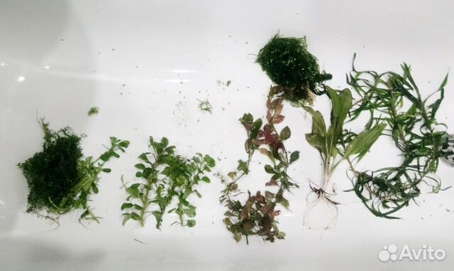 Продаю набор растений для аквариума
