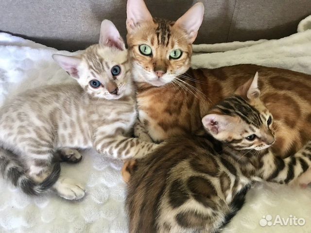 Шикарные бенгалы