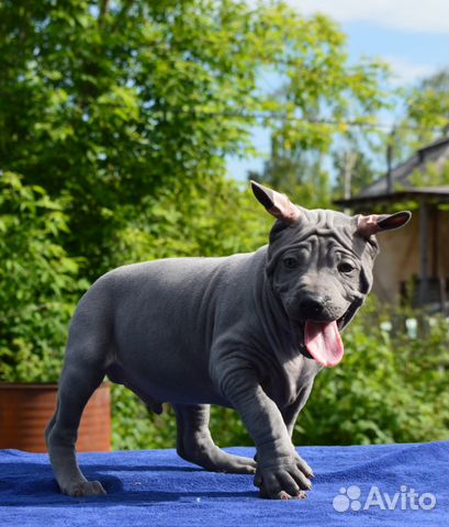 Тайский риджбек