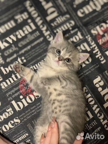 Котята