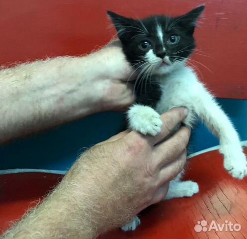 Котятки ждут свой дом