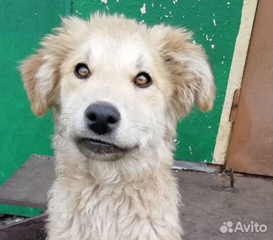 Девочка щенок