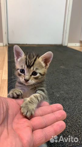 Котенок в добрые руки