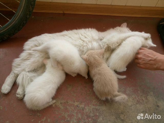 Котята ждут своих хозяев