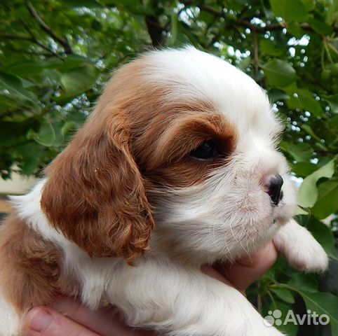 Резерв на июль-август Кавалер кинг чарльз спаниель