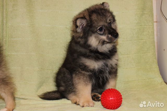 Продается кеесхонд