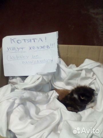 Котята 2-3 недели бездомные