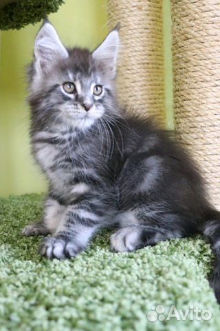 Серебряные котята мейн-кун)