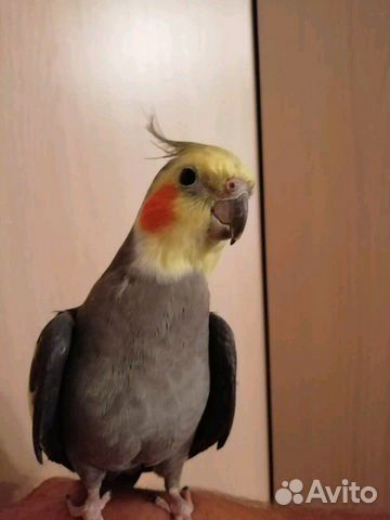 Продам кореллу