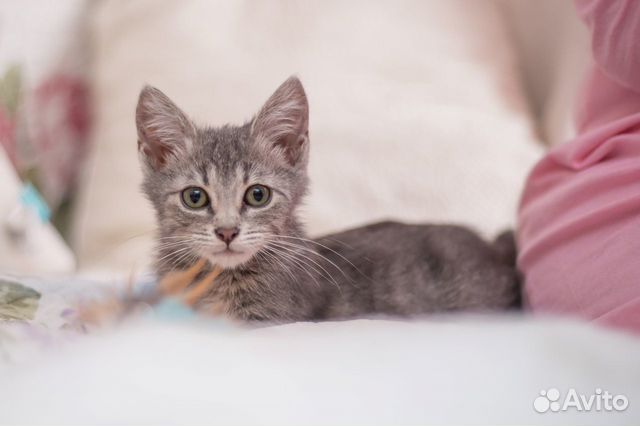 Котенок Ириска ищет дом