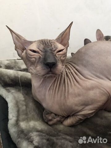 Продаётся кошка