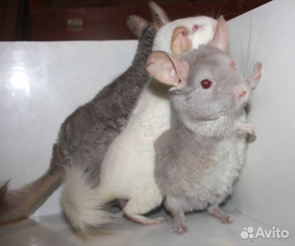 Шиншиллы бесплатно в хорошие руки