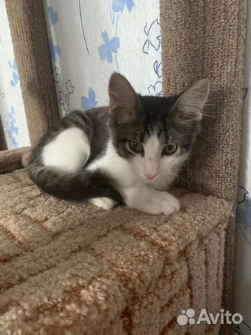 Кекс ищет дом