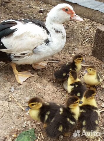 Утята индоутки