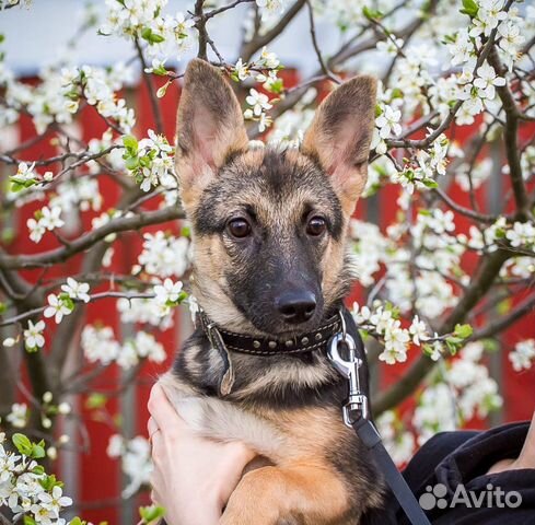 Щенок (Наоми)