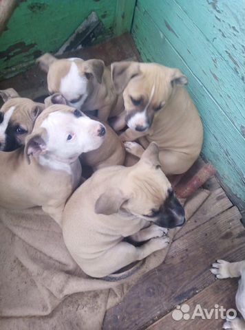 Стаффордширский терьер