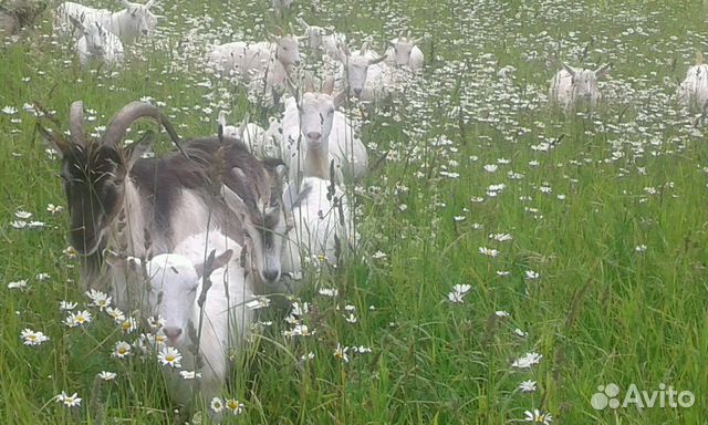 Продам коз дойных,мясо
