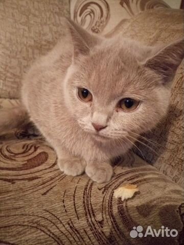 Продаю британскую кошку