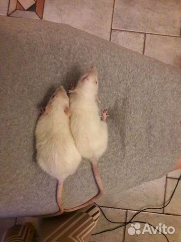 2 белые крысы с клеткой