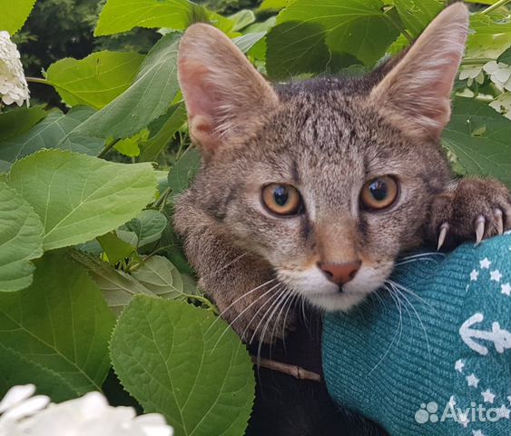 Большой выбор чаузи ф1