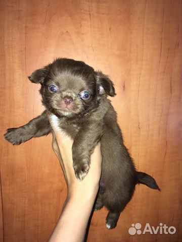 Шоколадное чудо