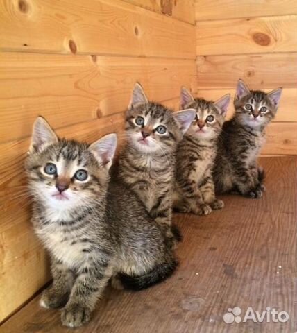 Отдадим котят в хорошие руки Котята веселые милые