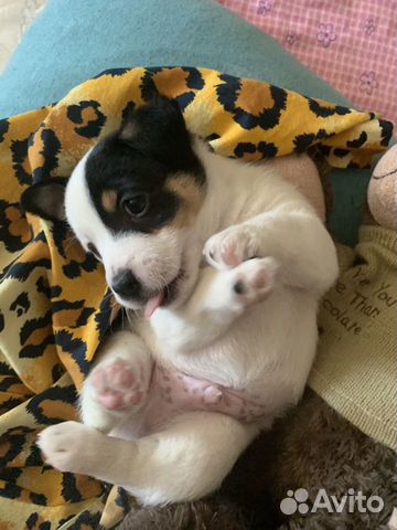 Малыш Джек Рассел терьер