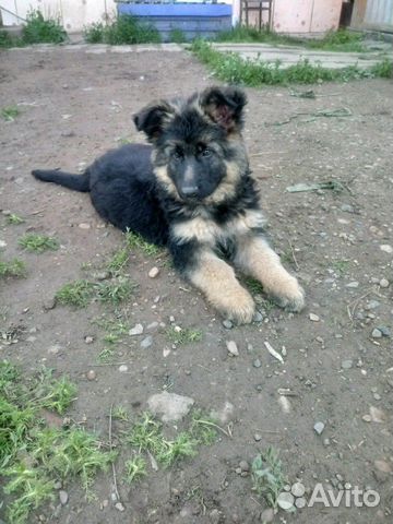 Немецкая овчарка