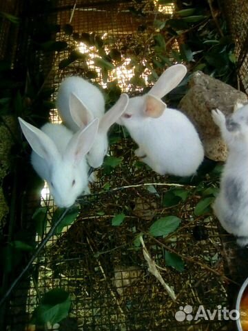 Продаются кролики,привиты Хорошо подходят на мясо