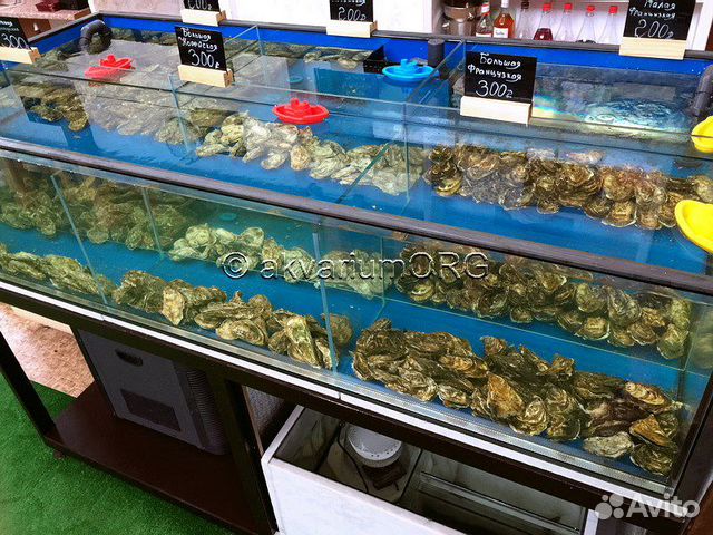 Аквариум витрина для устриц и морепродуктов. Новая